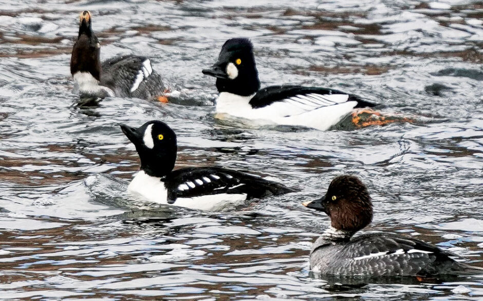 Bird Sightings: Ducks That Look Alike | Front Porch
