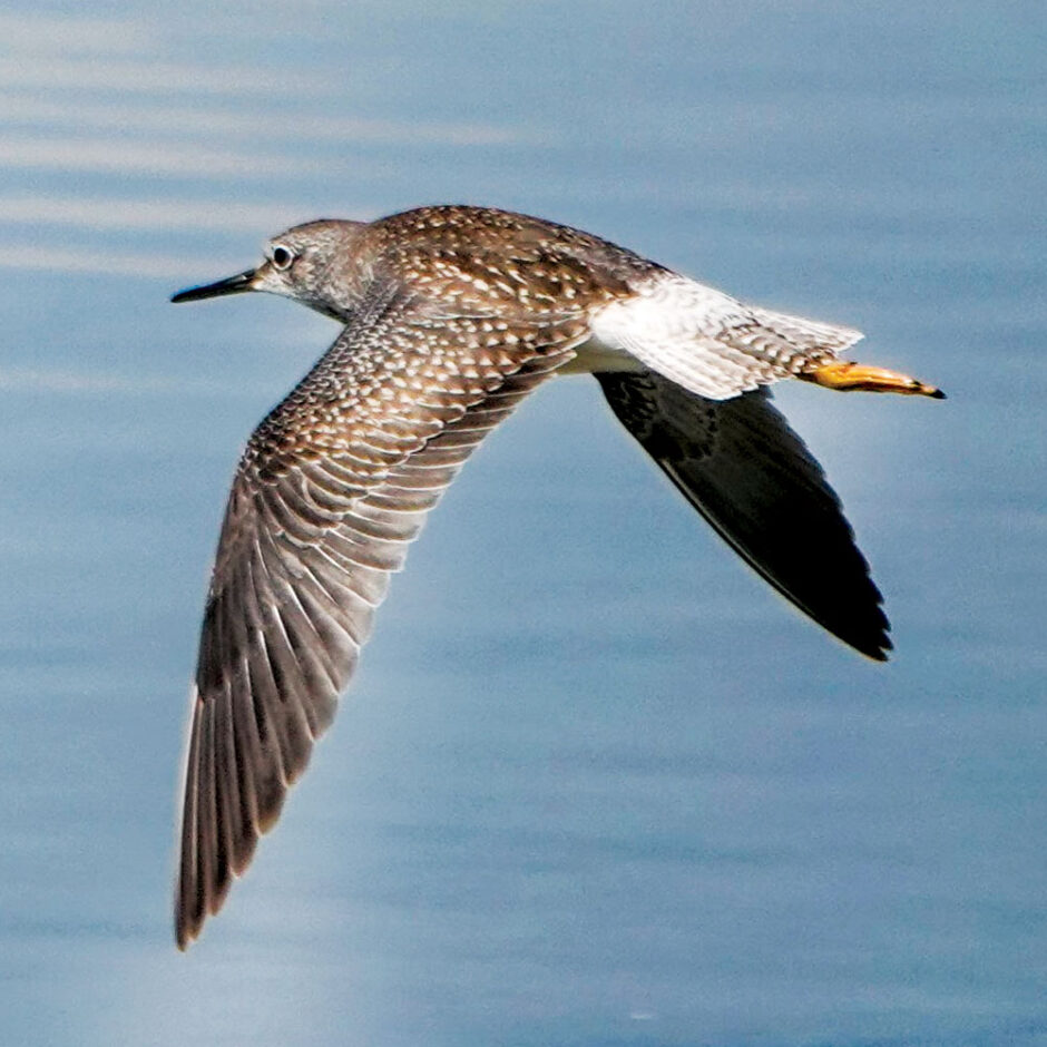 Bird Sightings: Small, Medium, and Large Shorebirds | Front Porch