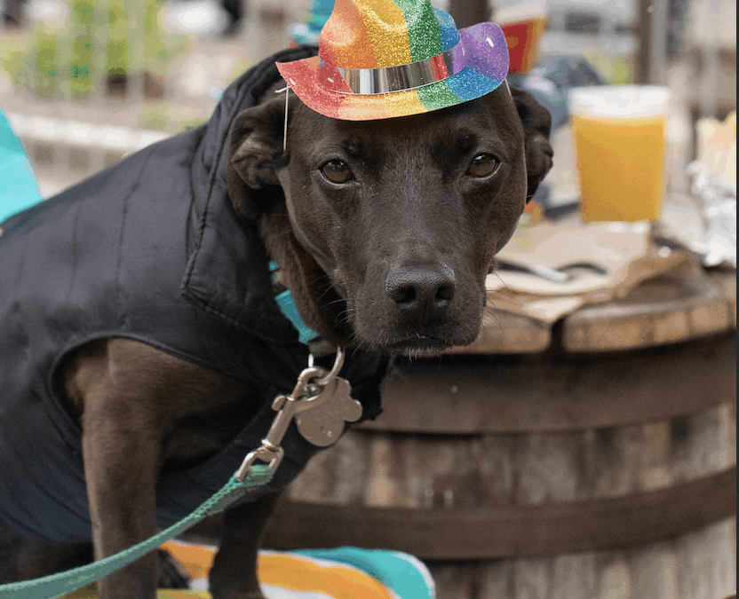 Cerebral Dog Pride Parade | Front Porch